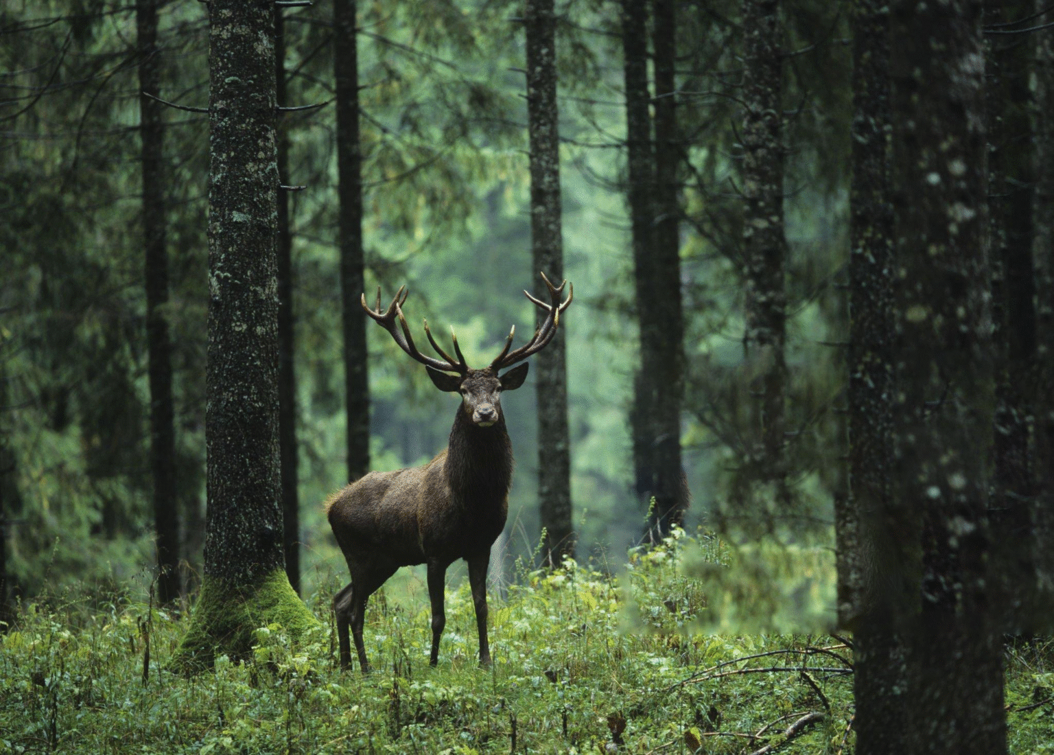 Dachigam National Park Tours – Adventure Begins Here