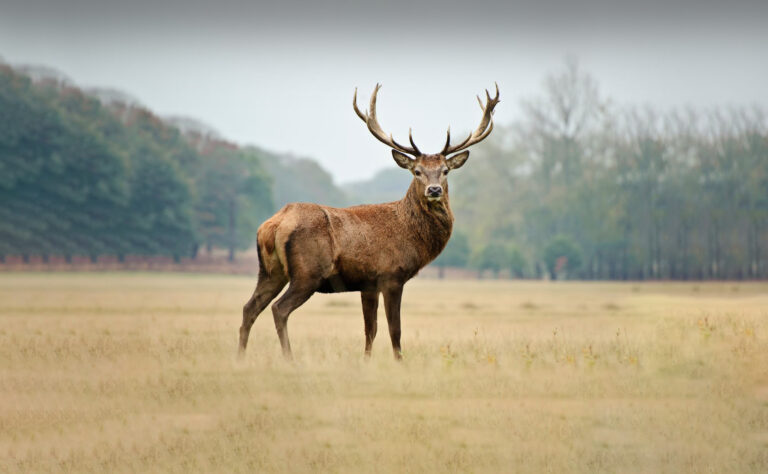 Dachigam National Park Tours – Adventure Begins Here